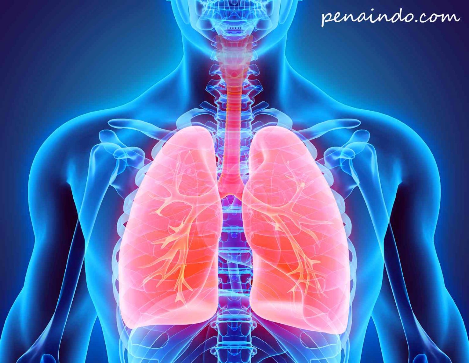 √ Pengertian Bronkiolus: Struktur, Penyakit pada Bronkiolus