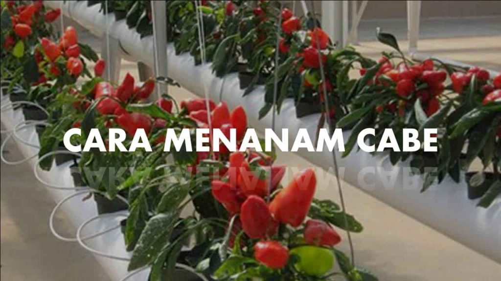 Cabe Rawit | Penaindo.com