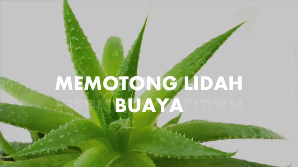 Cara Menanam Lidah Buaya Di Dalam Pot Polybag Dengan Mudah