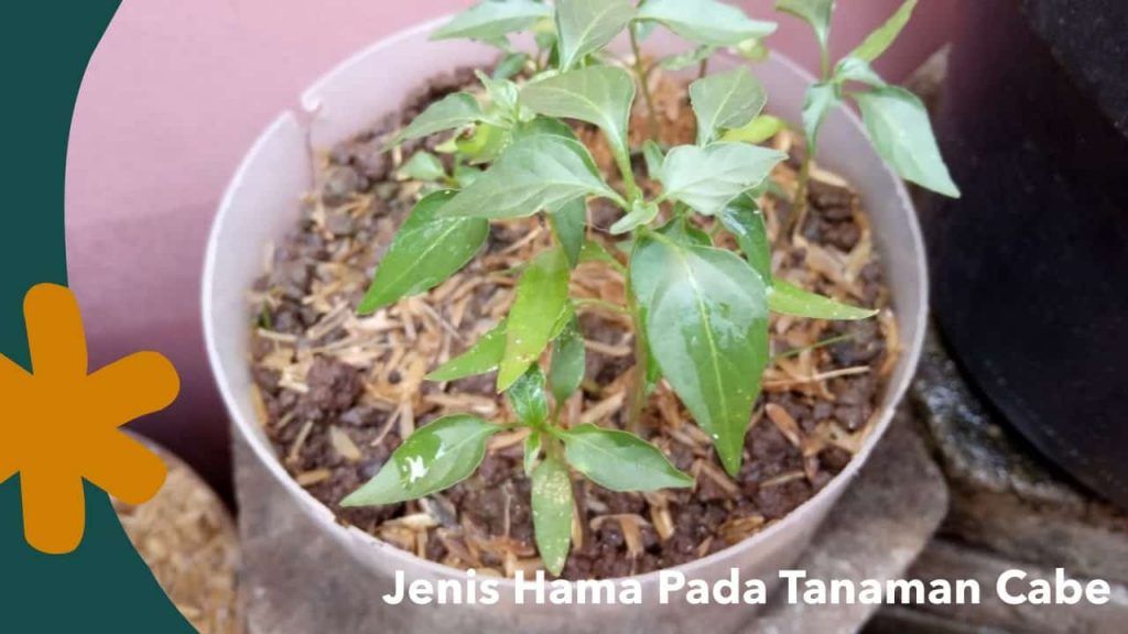 +7 Jenis Hama Pada Tanaman Cabe dan Cara Pencegahanya