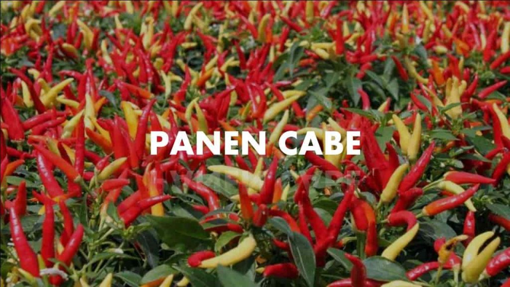 Langkah-Langkah Cara Panen Cabe Yang Baik Dan Benar
