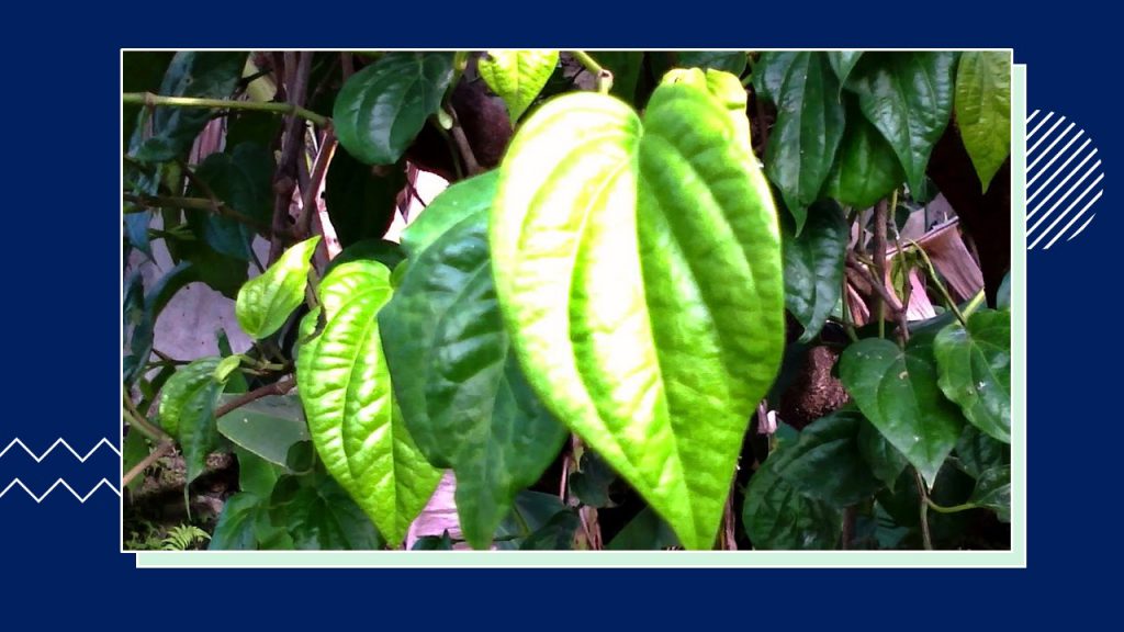√ Cara Merawat Daun Sirih Agar Menghasilkan Daun Yang Segar