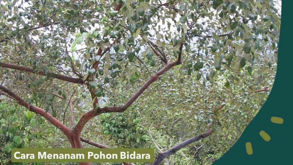 √ Cara Menanam Pohon Bidara Agar Tumbuh Dengan Subur