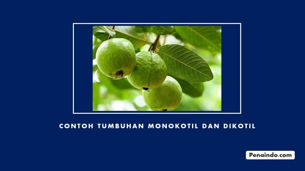 √ 19+ Contoh Tumbuhan Monokotil dan Dikotil Lengkap